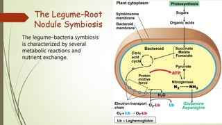 Rhizobium | PPTX
