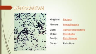Rhizobium | PPTX