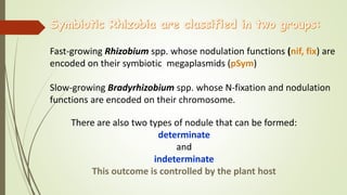 Rhizobium | PPTX