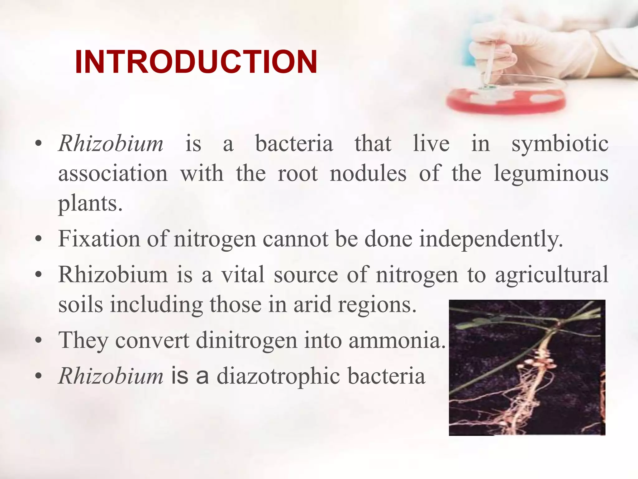 Rhizobium | PPTX