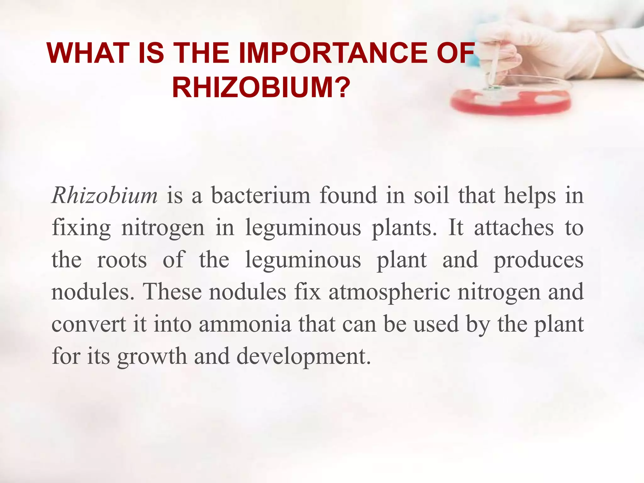 Rhizobium | PPTX