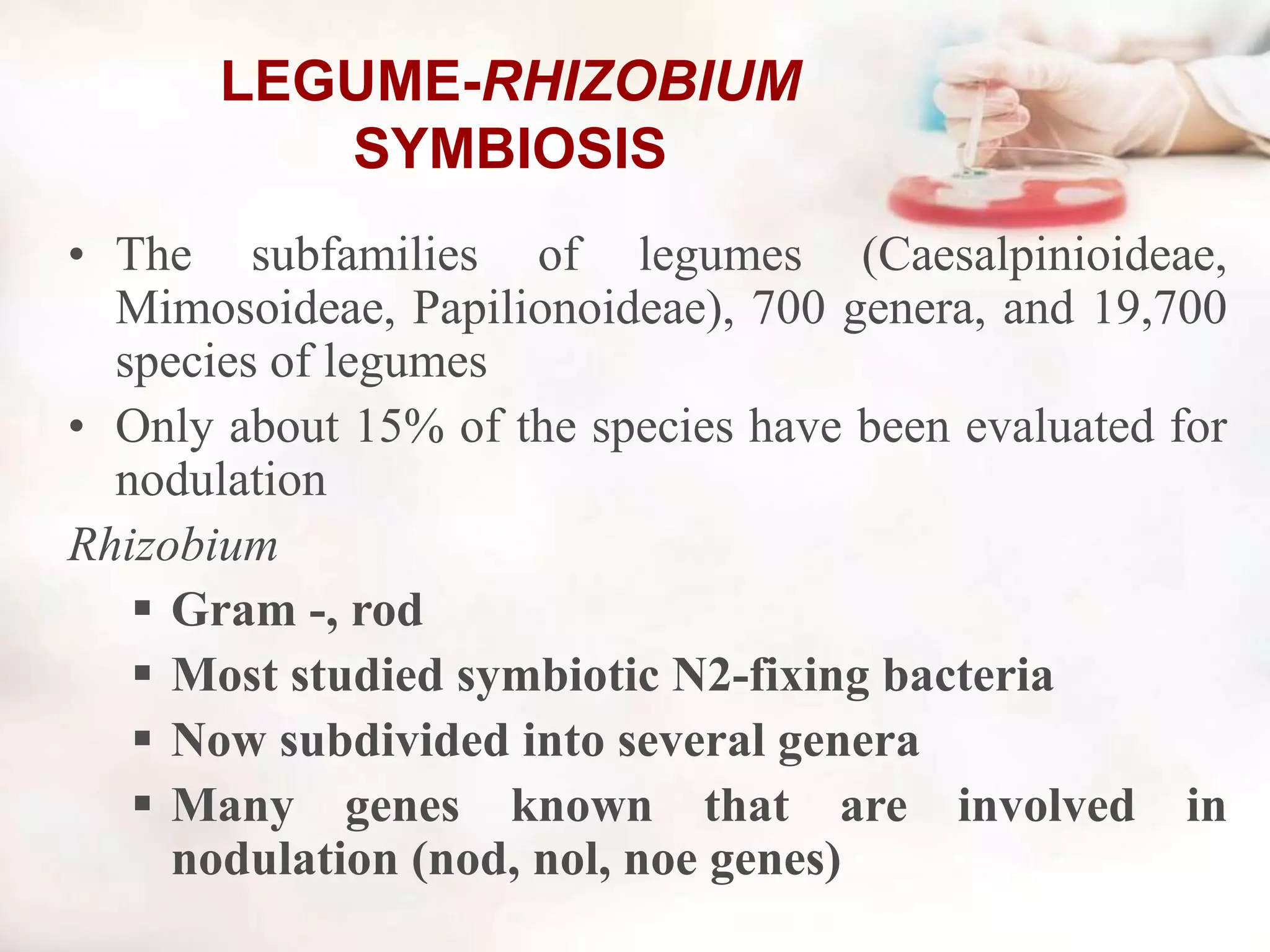 Rhizobium | PPTX
