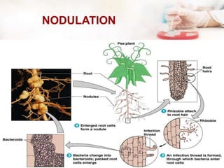 Rhizobium | PPTX
