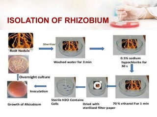 Rhizobium | PPTX