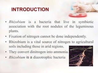 Rhizobium | PPTX