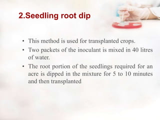 Rhizobium | PPTX