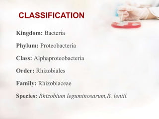 Rhizobium | PPTX