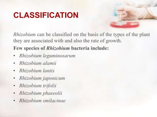 Rhizobium | PPTX