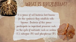 Rhizobium.pdf
