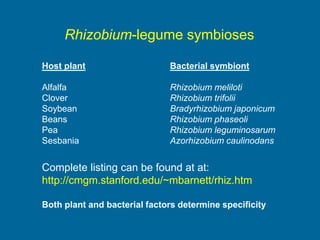 rhizobiumhgfdgj rhizobium and associated.ppt