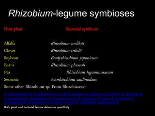Rhizobium Microbiology Science Learning Educative Presentation | PDF