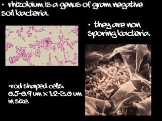 Rhizobium Gram Stain
