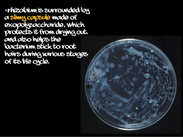 Rhizobium Microbiology Science Learning Educative Presentation