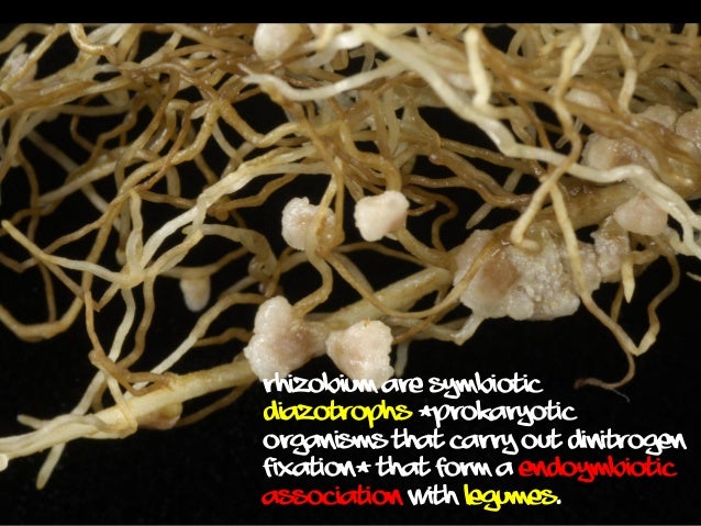 Rhizobium Microbiology Science Learning Educative Presentation