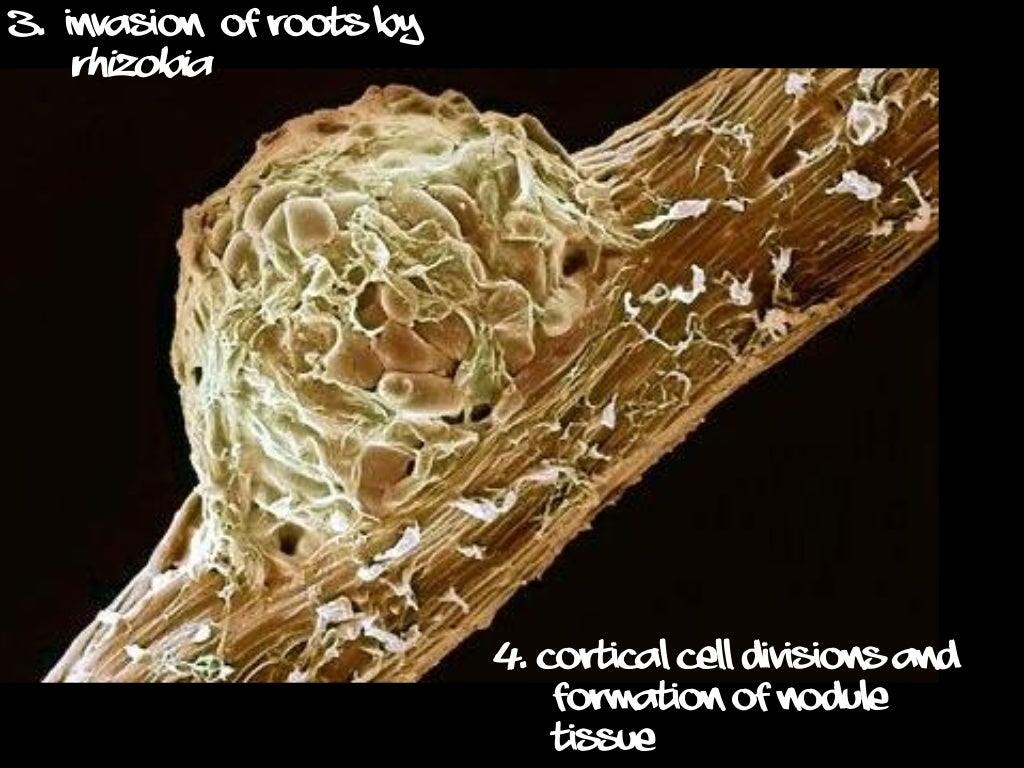 Rhizobium Microbiology Science Learning Educative Presentation