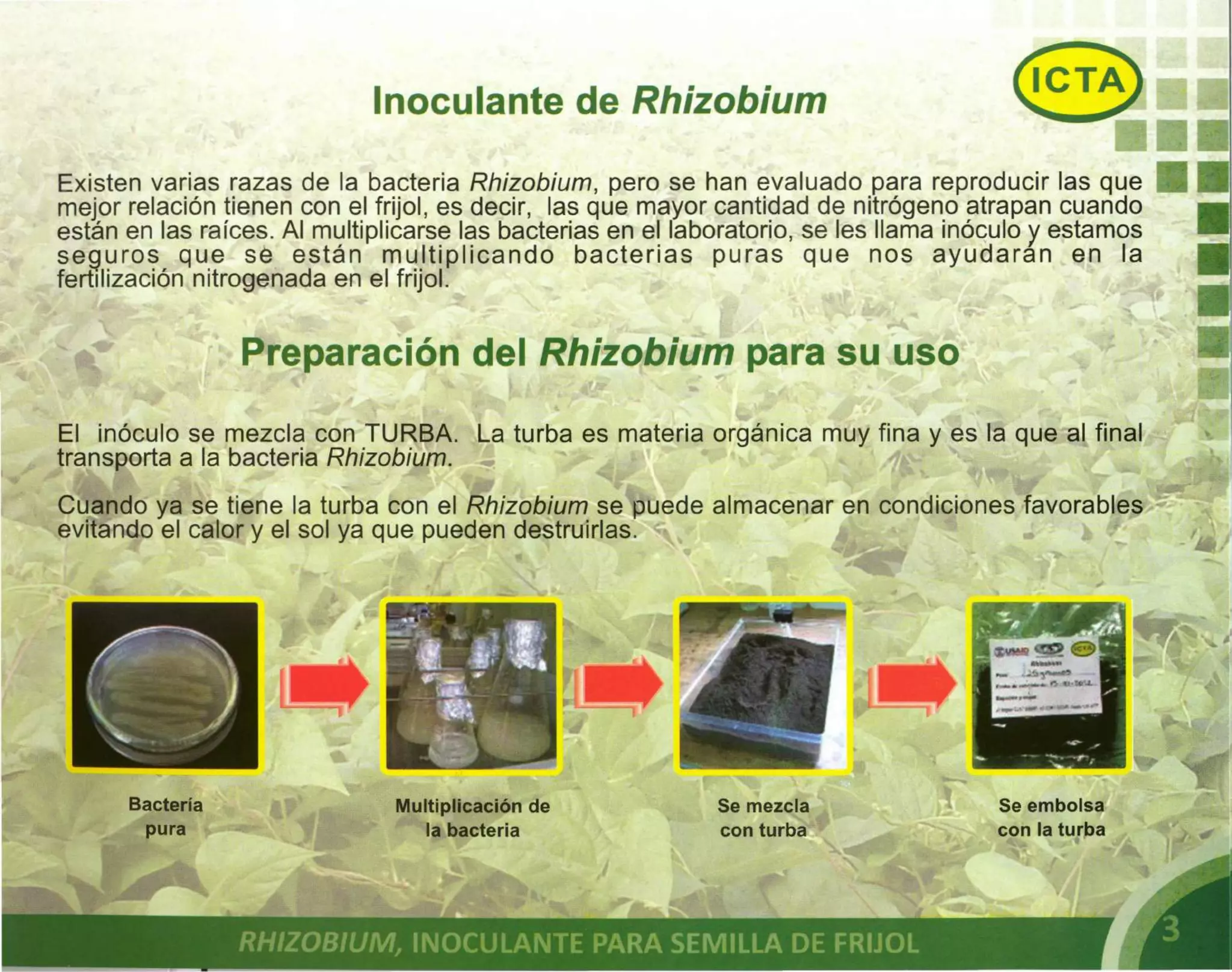 Rhizobium, inoculante para semilla de fijol, 2012.pdf