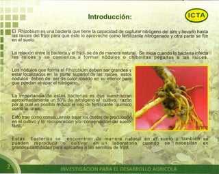 Rhizobium, inoculante para semilla de fijol, 2012.pdf