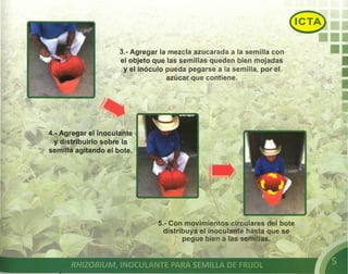 Rhizobium, inoculante para semilla de fijol, 2012.pdf