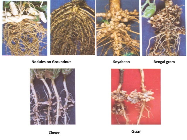 Rhizobium ppt
