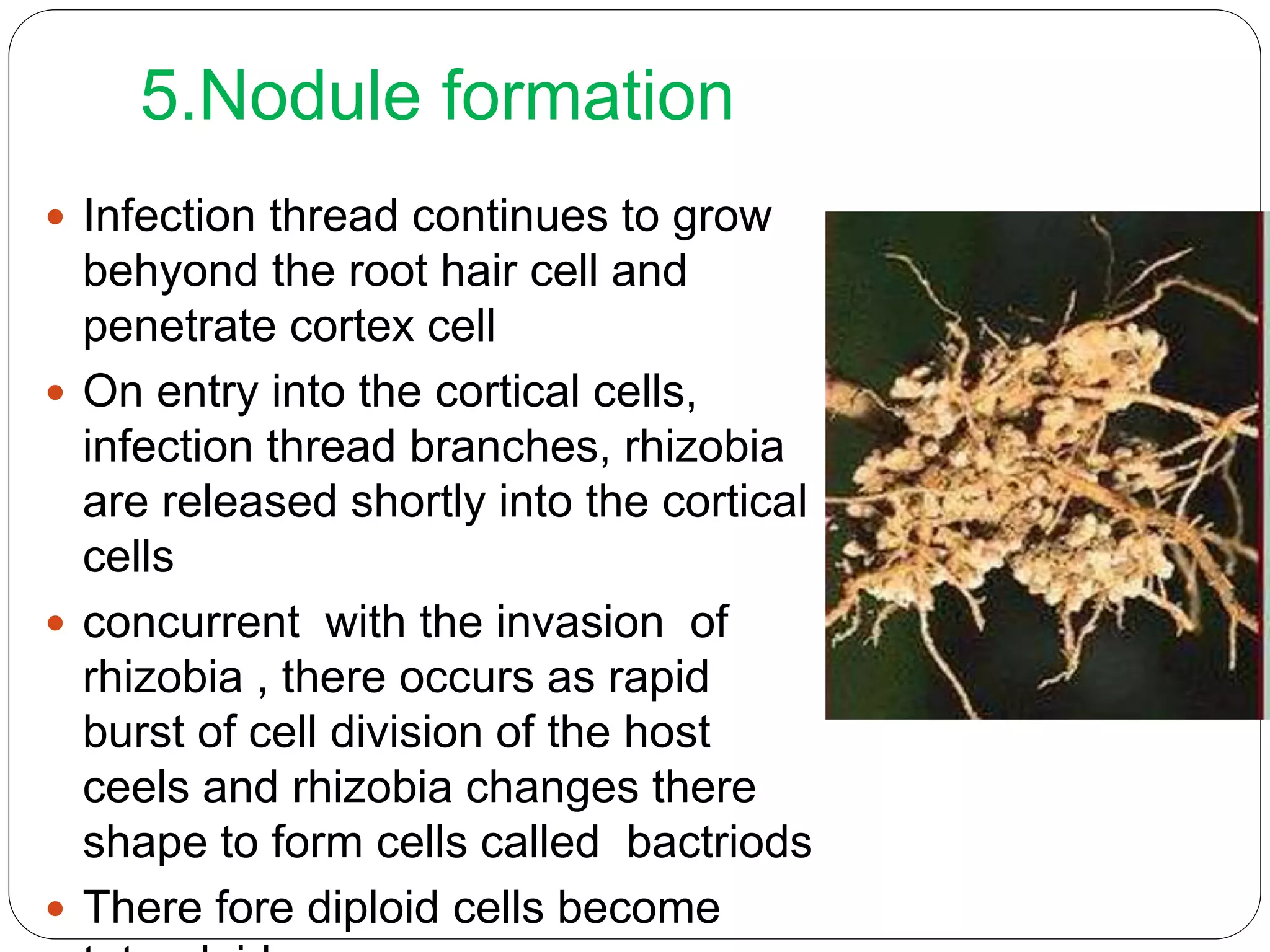 Rhizobium ppt | PPTX