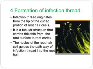 Rhizobium ppt | PPTX