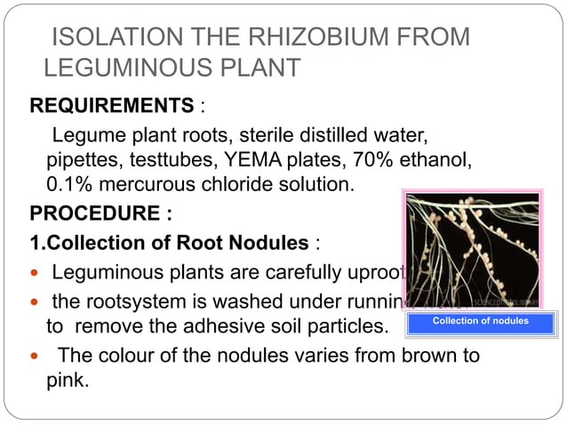 Rhizobium ppt | PPT