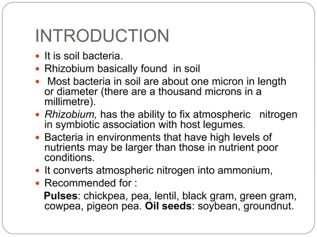 Rhizobium ppt | PPTX