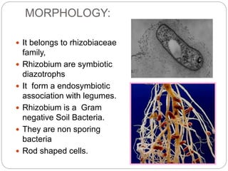 Rhizobium ppt | PPTX
