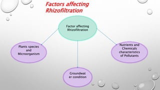 Rhizofiltration in Groundwater Remediation.pptx