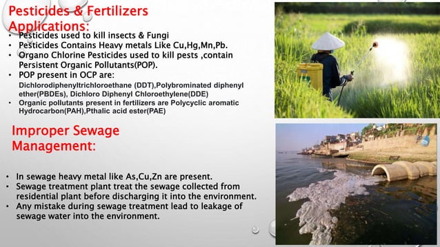 Rhizofiltration in Groundwater Remediation.pptx | Gardening | Home & Garden