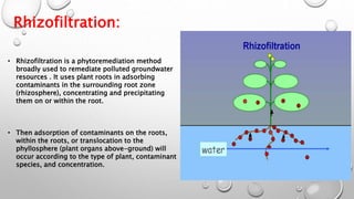 Rhizofiltration