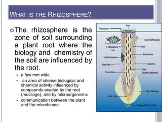 RHIZOIGANDS.pptx