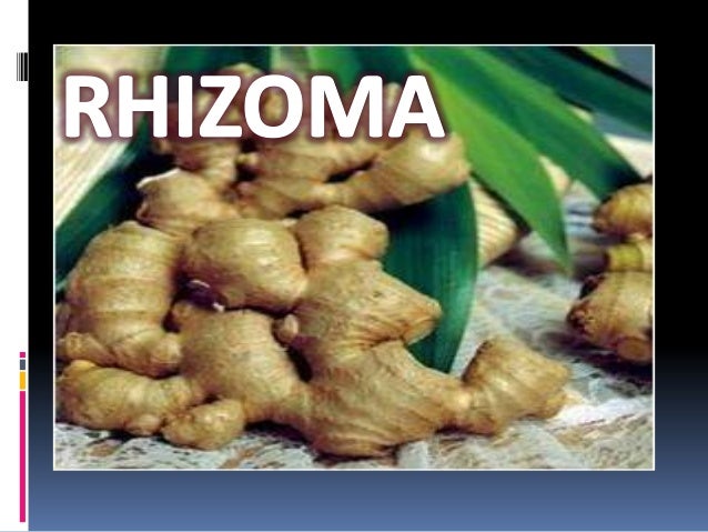 36+ Gambar Tanaman Rhizoma Terpopuler - Informasi Seputar Tanaman Hias