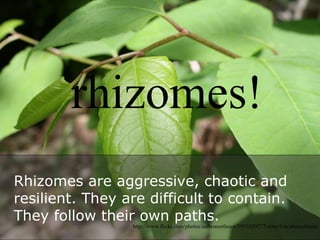 Rhizomatic learning - Why do we teach? | PPT | Education