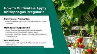 Rhizophagus Irregularis Agriculture & Bioremediation | PPT