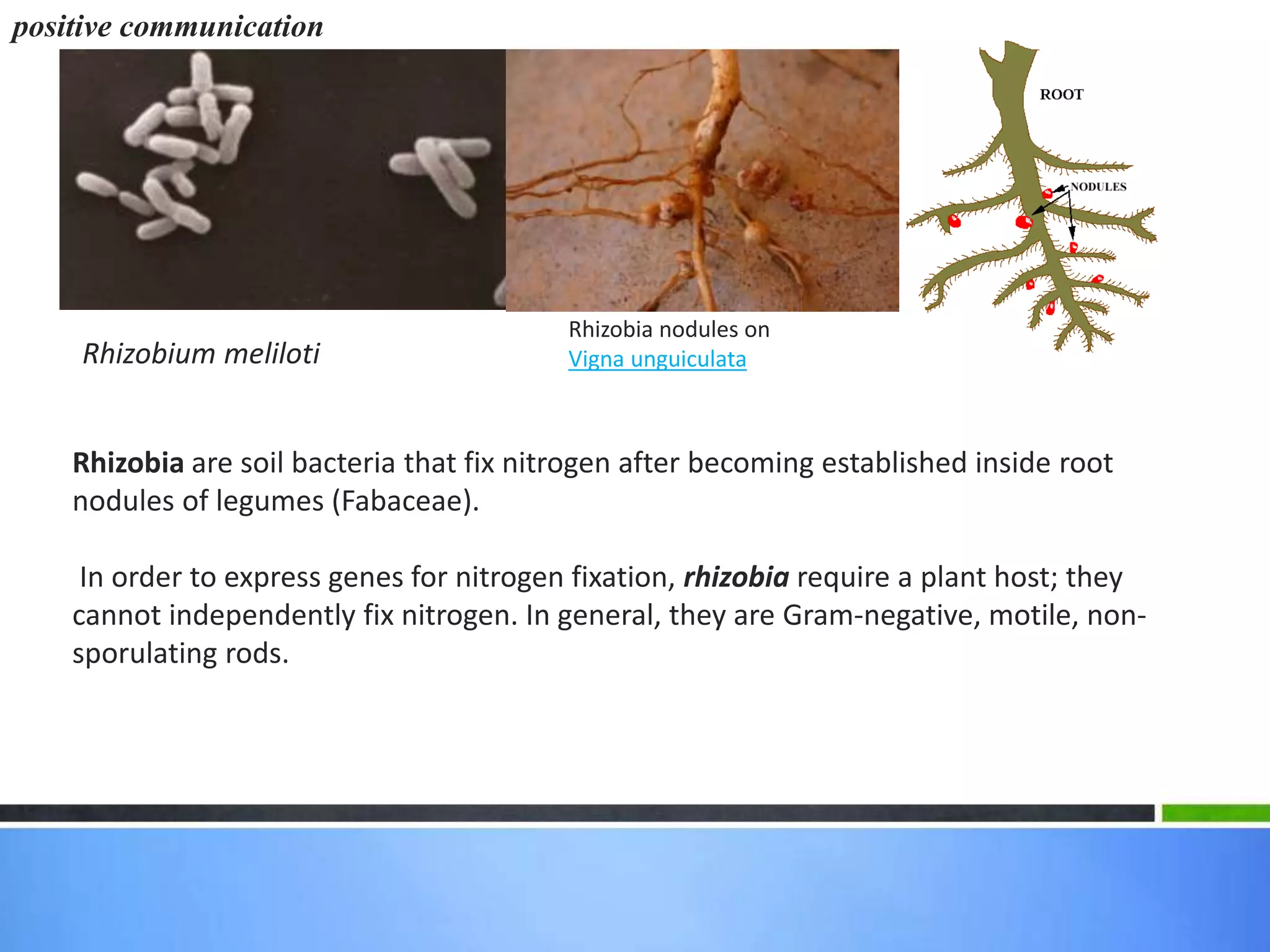 Rhizopher.pptx