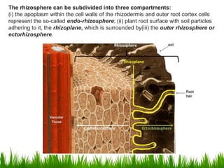 Rhizopher.pptx