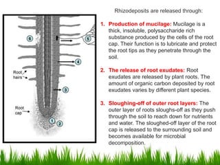 Rhizopher.pptx