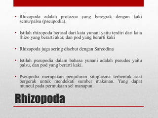 Rhizopoda | PPTX