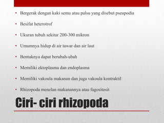 Rhizopoda | PPTX