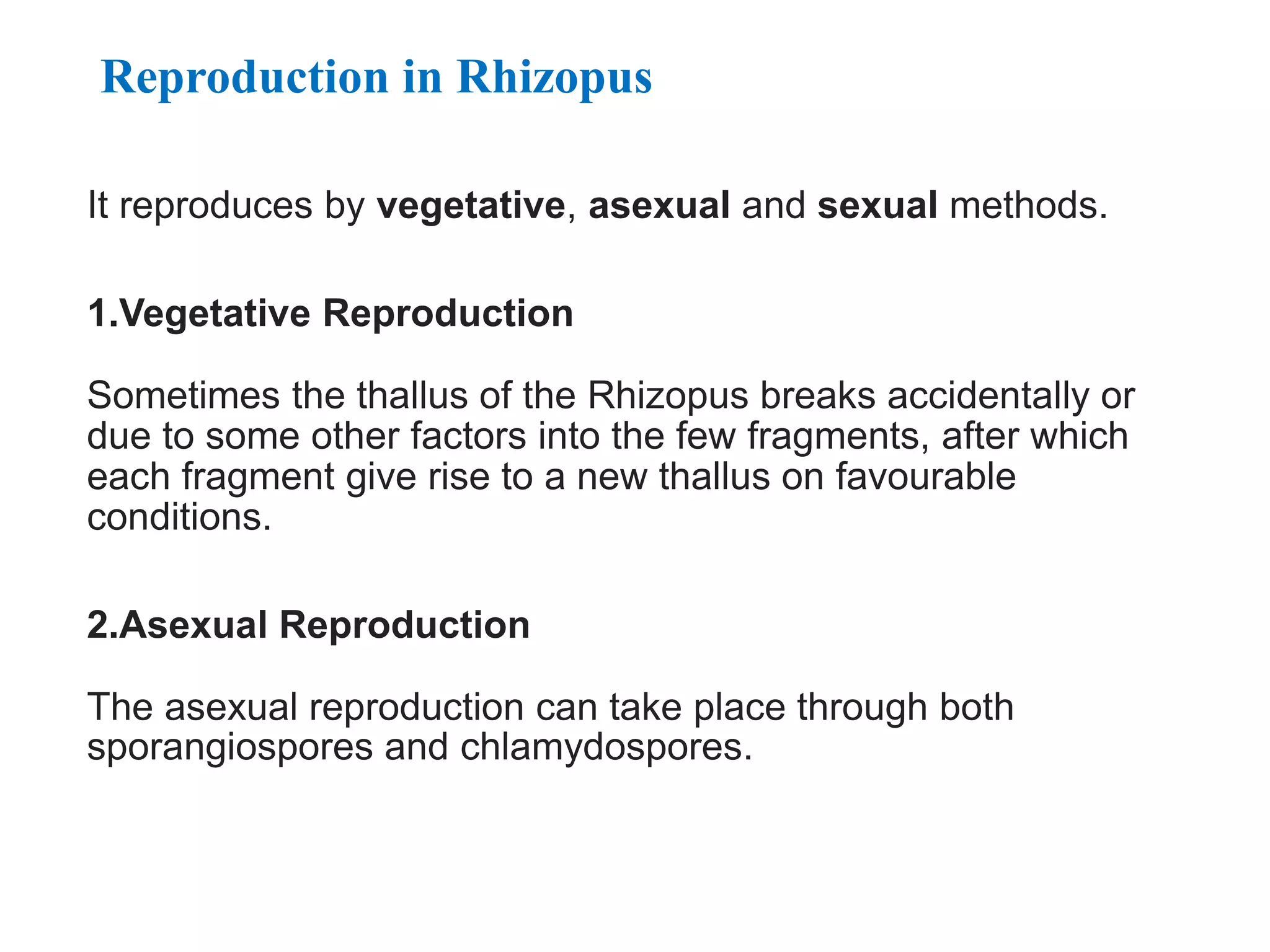 Rhizopus | PPTX
