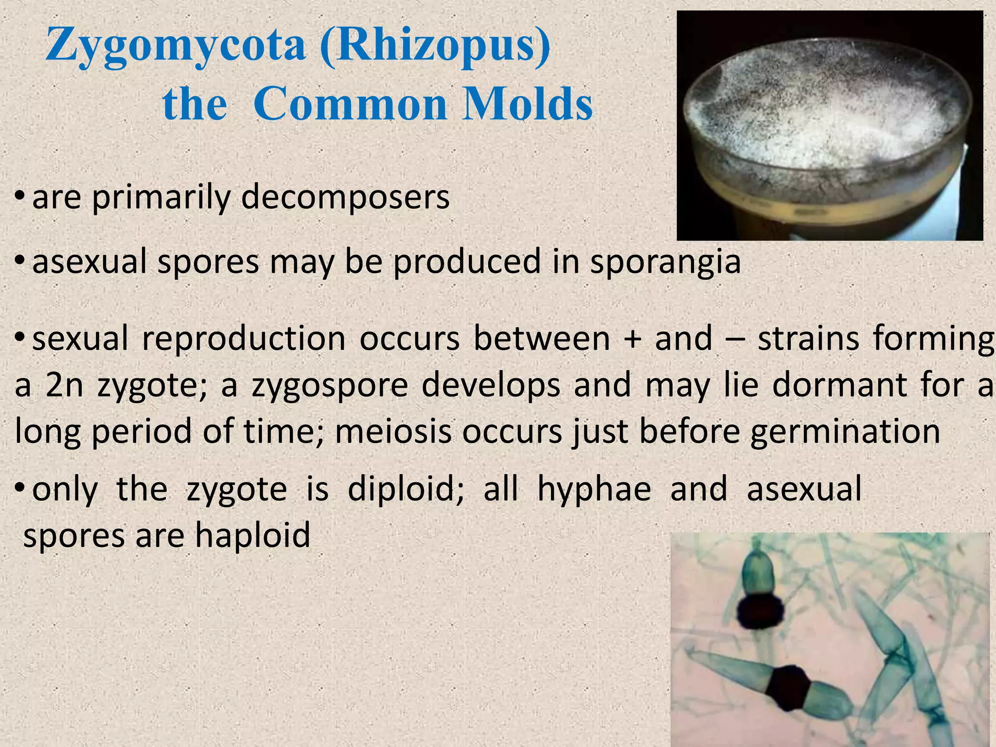 Rhizopus | PPTX
