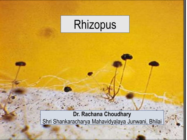 Rhizopus | PPTX | Biological Sciences | Science
