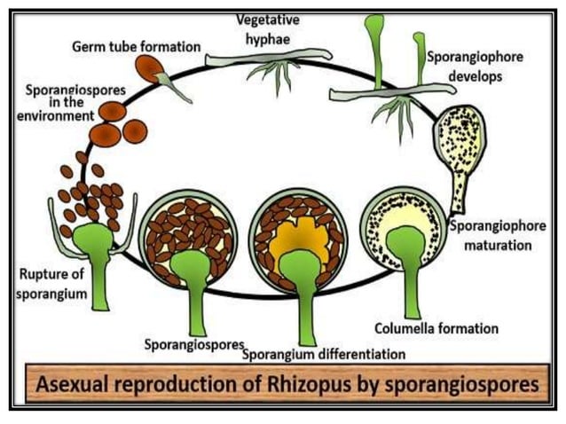 Rhizopus | PPTX | Biological Sciences | Science