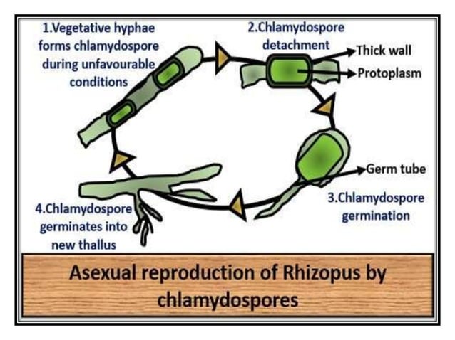 Rhizopus | PPTX | Biological Sciences | Science