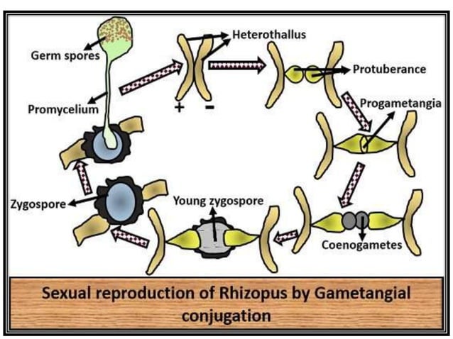 Rhizopus | PPTX | Biological Sciences | Science