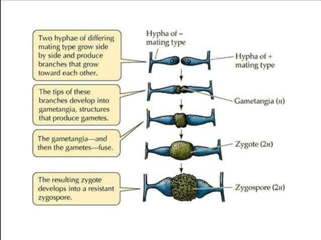 Rhizopus | PPTX | Biological Sciences | Science