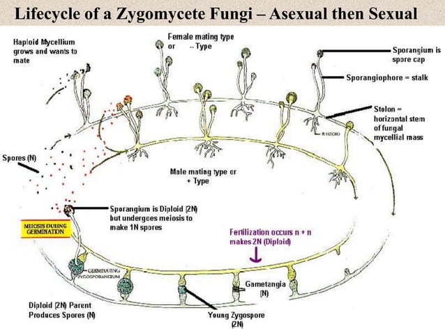 Rhizopus | PPTX | Biological Sciences | Science