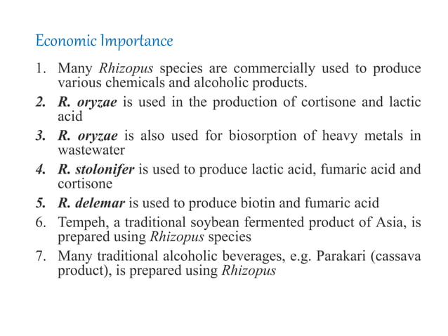 Rhizopus | PPTX | Biological Sciences | Science