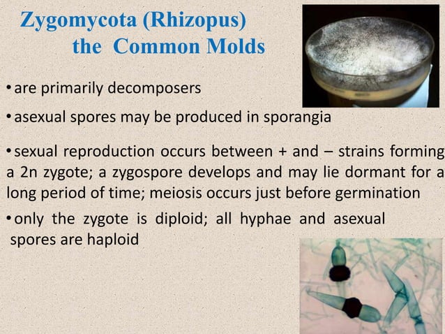 Rhizopus | PPTX | Biological Sciences | Science